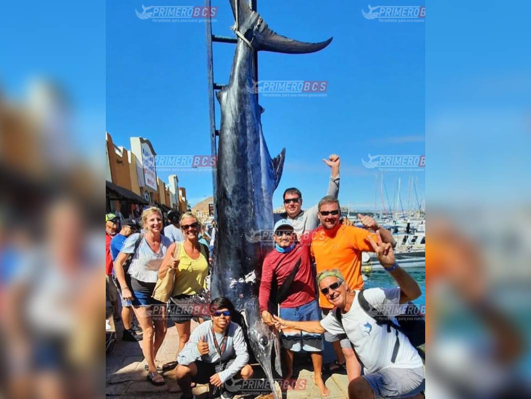 Incredible! Another majestic blue marlin caught out of season in Los ...
