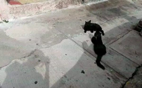 Pets must be registered in Cancun, it is mandatory - The Cancun Post