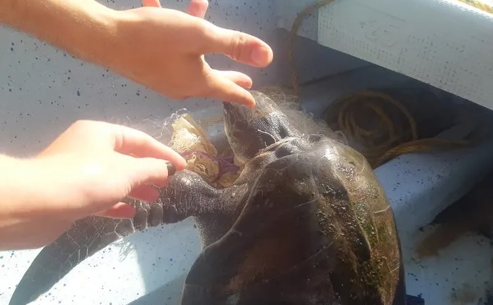American tourist saves sea turtle that had a plastic bag wrapped around ...