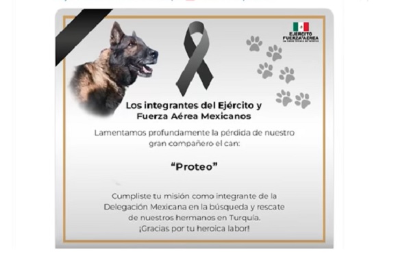 Mexican armed forces pay homage to Proteo, the rescue dog that died in ...