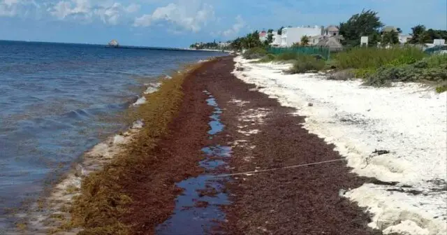 Quintana Roo: they warn of a greater landing of sargassum for the ...