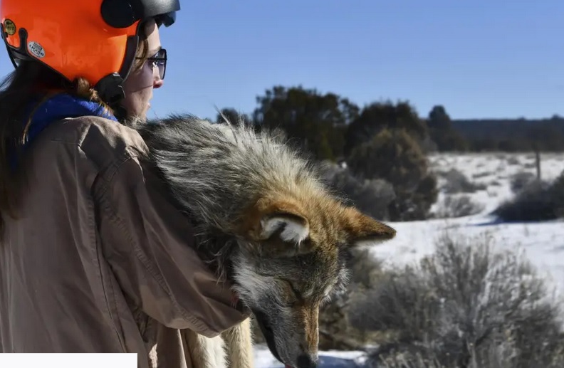 Rare Mexican wolf keeps wandering out of bounds into American territory ...