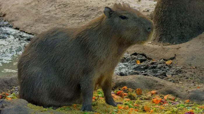 In Culiacán, they don't just kidnap people… they also kidnap capybaras!