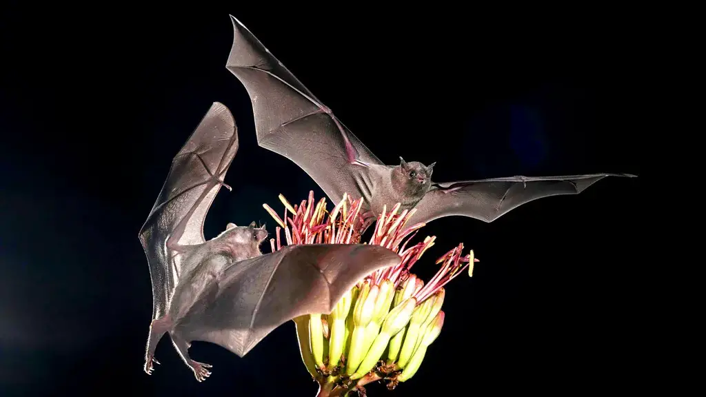 Mexico’s tequila industry relies on bats for agave pollination