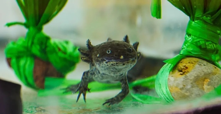 National Axolotl Day is celebrated in Mexico on February 1st